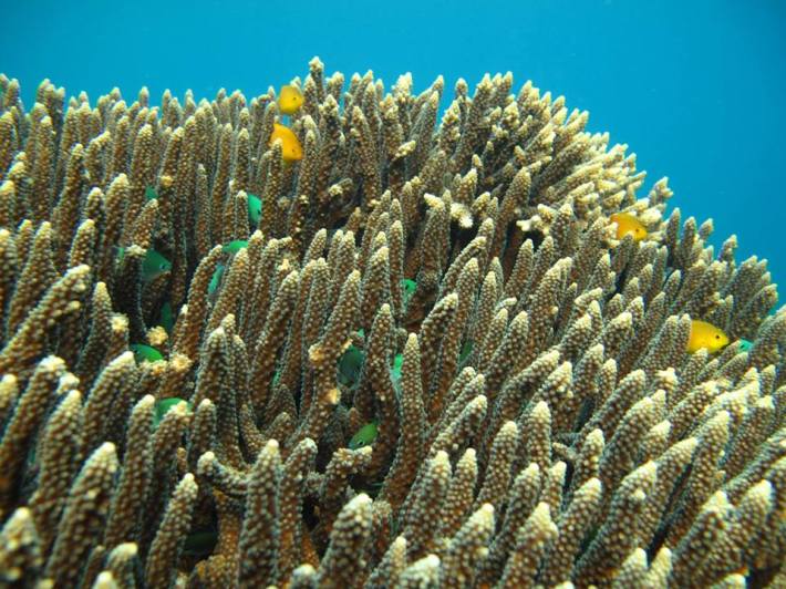 The Polidoro Lab has moved to Maryland! – University of Maryland Center ...